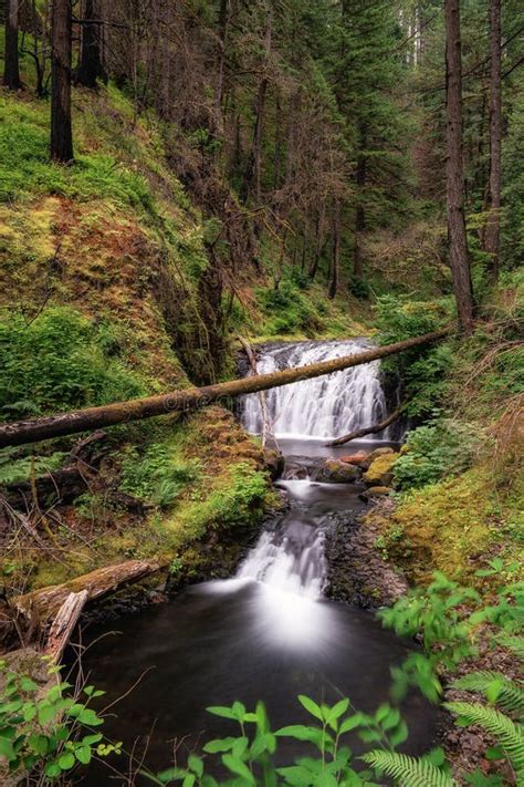 Trees On The Wahkeena Falls Hike On The Columbia River Gorge In Oregon