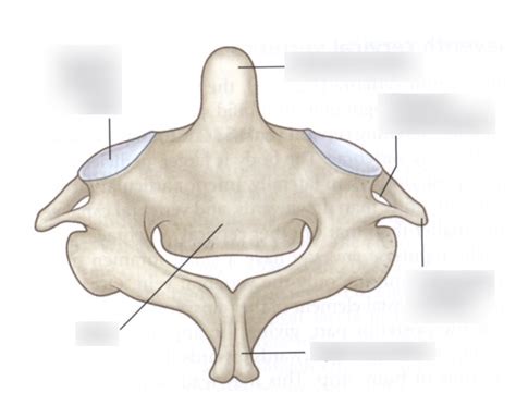 Axis Superior Diagram Quizlet
