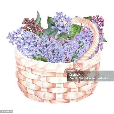 고리버들 바구니에 담긴 라일락 꽃 수채화 식물 그림입니다 손으로 그린 클립아트는 흰색 배경에 고립되어 있습니다 작은 새싹 꽃다발과 보라색 꽃차례 정원 바구니에 5월에 대한