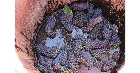 От какво грозде да се прави вино Български Фермер