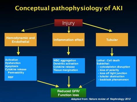 Aki Pathophysiology Chaken Maniyan