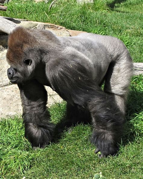 Silverback Gorilla Calgary Gratis Foto Op Pixabay Pixabay