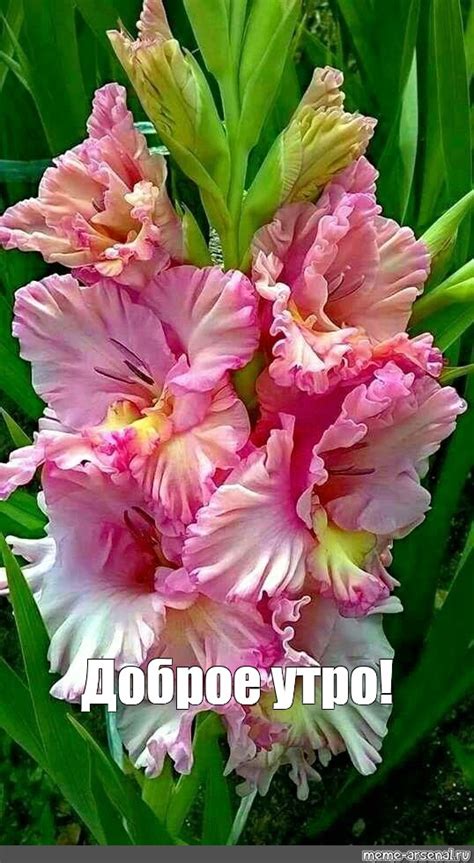 Создать мем гладиолус гладиолус тэдс фаворит гладиолус пируэт Картинки Meme