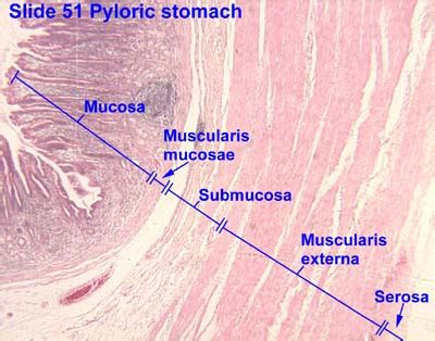 Muscularis Mucosae