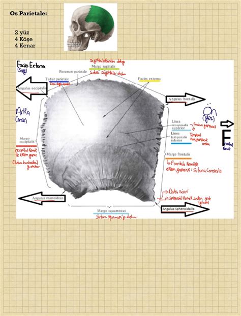 2 Paryetal Kemik Notability Gallery