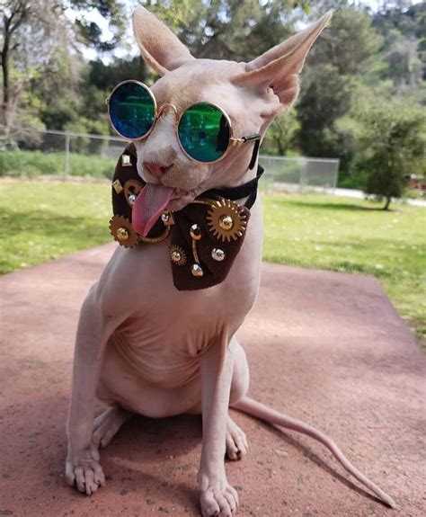 13 Convincingly Cute Sphynx Cats Sphynx Cat Cute Hairless Cat Hairless Cat