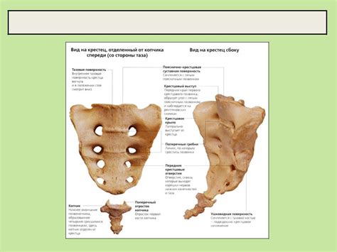 Basis Ossis Sacri Basis Ossis Sacri — Латинский