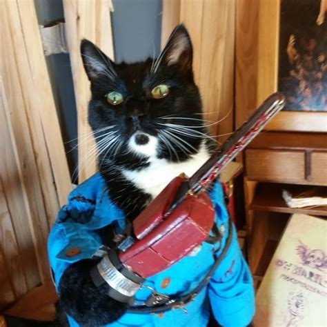 Кот с ножом картинки и фото Koshka Top