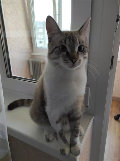 Определение породы котана | Пикабу