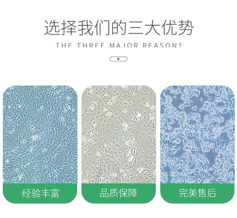 人结肠成纤维细胞 上海一研生物科技有限公司