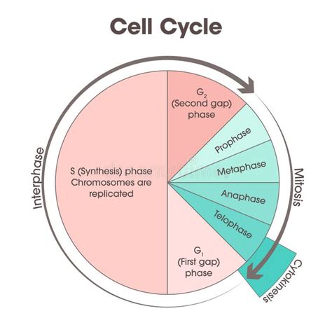 Cell Cycle Biology Science Illustration Graphic Stock Vector