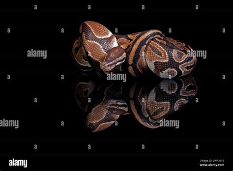 king python python regius adult resting captive central africa