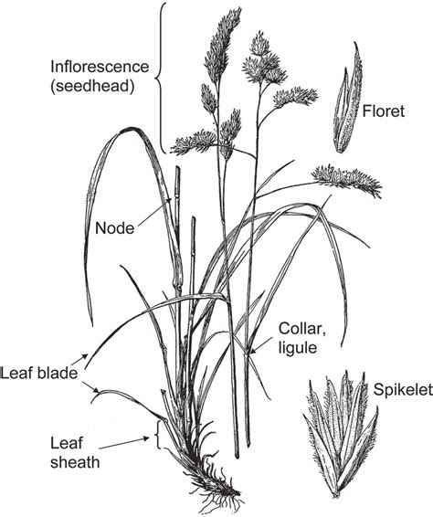 Orchardgrass Plant Illustrating The Basic Structural Units Of A Grass