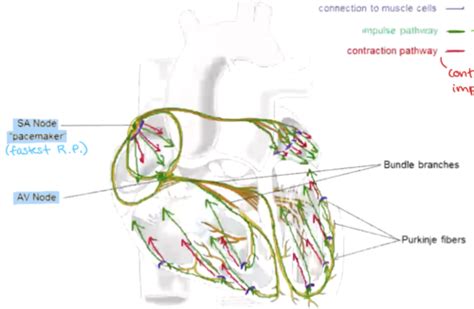 Module 5 Section 3 Electrical Activity Of The Heart Flashcards Quizlet