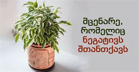 მცენარეები რომლებიც კონფლიქტს ამცირებენ და სახლს ბედნიერებით ავსებენ რჩევები ვივიენისგან