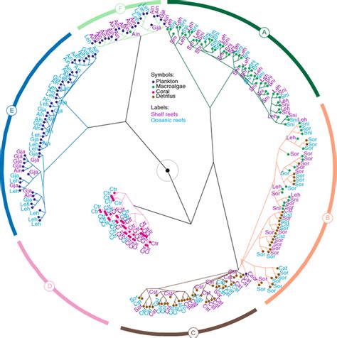 Constellation Plot Identifying Six Clusters A F Determined From A Download Scientific Diagram
