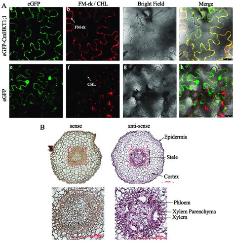 Membrane And Cell Type Localization Of Cmhkt1 1 A Subcellular Download Scientific Diagram