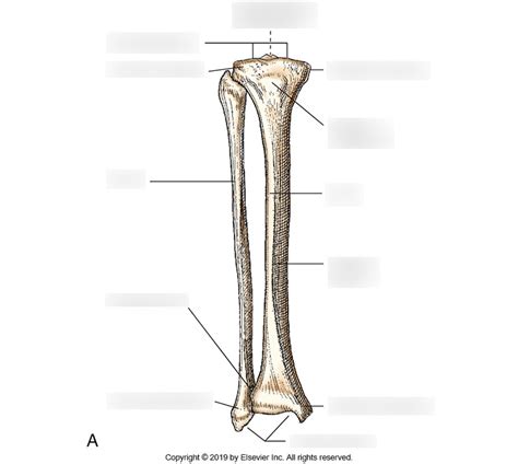 Anterior Aspect Of Right Tib Fib 1 Diagram Quizlet