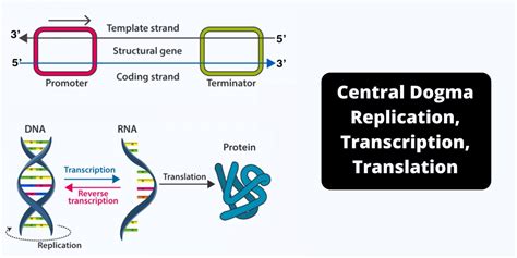 Eukaryotic Dna Replication Definition Steps Singnification Biology Notes Online