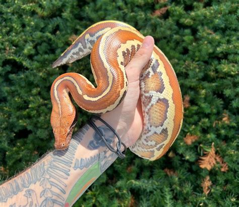 Juvenile Zigzag Lyly Het T Blood Python Male Scales And Tails Of Ohio Juvenile Zigzag Lyly Het T Blood Python Male Scales And Tails Of Ohio