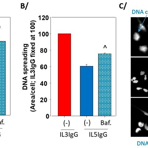 Il3 Primed Eosinophils On Igg Release Dna In The Extracellular
