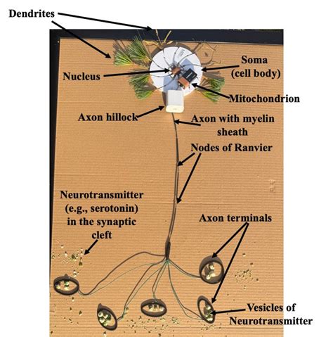 Schematic Diagram Of A Neuron