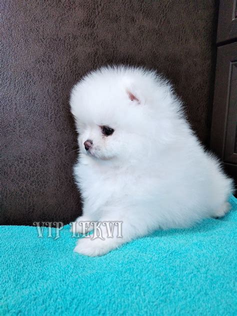 Vip Lekvi საუკეთესო ლეკვი საუკეთესო მინი ლეკვები Home