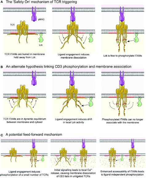 the safety on model of the t cell receptor tcr triggering a in