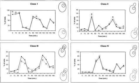 Kinetics Of Segregation Of The 2 μm Circle Based Psv1 Plasmid And Download Scientific Diagram