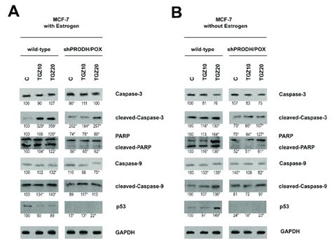 Western Blot For Cleaved Caspase 3 Parp Caspase 9 And P53 In Wild