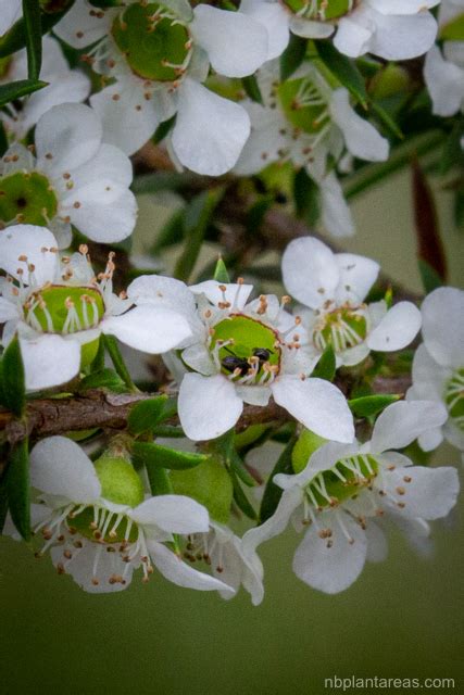 Leptospermum Juniperinum Nb Plant Areas