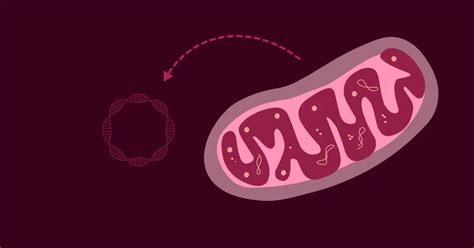 Mitochondrial Dna Archives Genetic Education