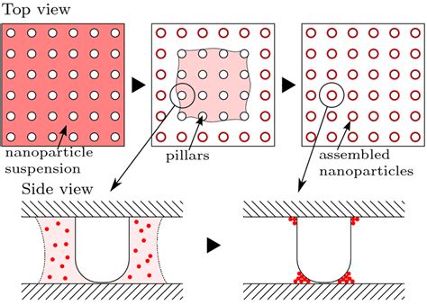 Directed Assembly Of Nanoparticles By The Evaporative Formation Of Download Scientific Diagram