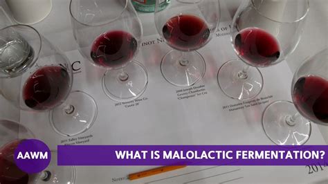 What Is Malolactic Fermentation Wine Oceans