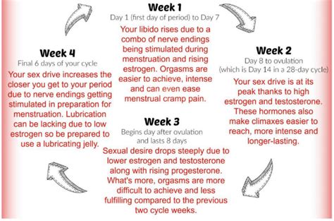 Menstrual Cycle And Sexuality Cam Fraser