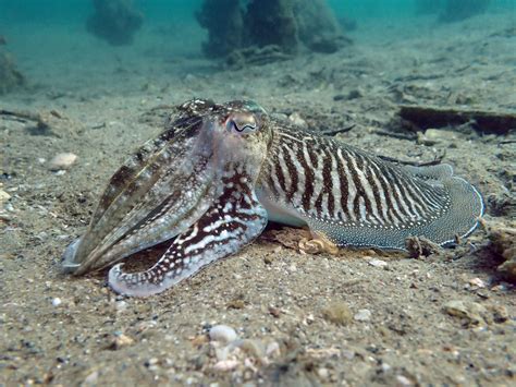 Common Cuttlefish Sepia Officinalis Complete Care Guide Reeflings