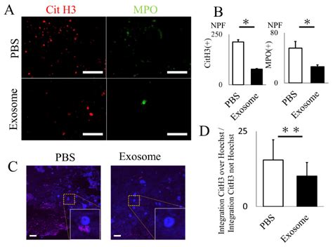 Intravenous Administration Of Mesenchymal Stem Cell Derived Exosome Alleviates Spinal Cord