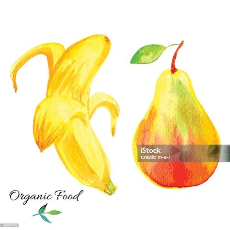 바나나 배 손으로 그린 그림을 흰색 배경에 손으로 그린된 스케치 음식 재료 건강 한 시장 식당 메뉴 수확 화장품에 대 한 유기 자연 이국적인 과일에 수채화 그림 가득 찬에