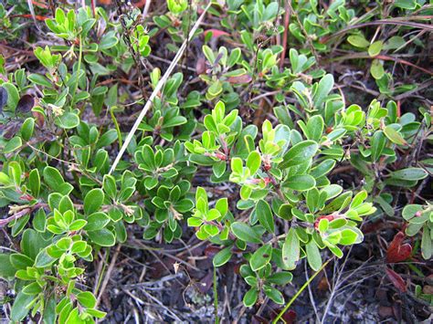 Cranberry Diseases And Pests Description Uses Propagation