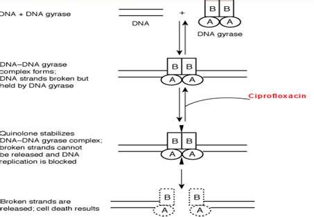 Antibiotic Drugs Information Description On Ciprofloxacin