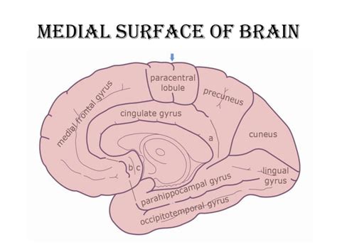 Anatomy Of Brain Sulcus And Gyrus Dr Sajith Md Rd Pptx Brain And Nervous System Disorders