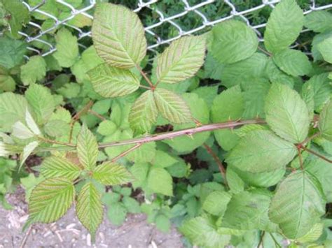 Himalayan Blackberry Identification And Control King County Washington