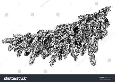 Pine Branch Illustration Drawing Engraving Ink Stock Vector Royalty Free Shutterstock