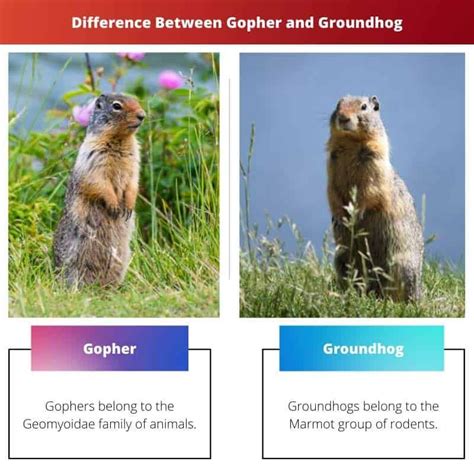 Gopher Vs Groundhog Difference And Comparison