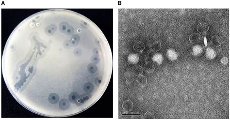 Frontiers Isolation And Characterization Of Site Specific