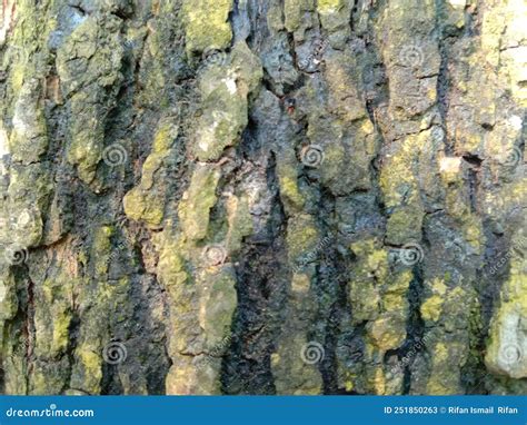 Tree Bark Texture Background Artikel Wallpaper Stock Image Image Of Tree Texture 251850263