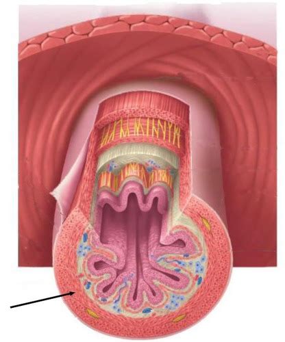 Bio 240 Digestive System Flashcards Quizlet