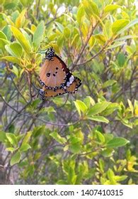 Butterflies Having Sex Intercourse Tropical Garden Stock Photo Shutterstock
