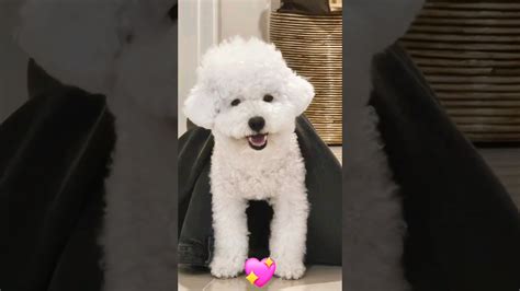 나처럼 귀여워지는 법 브이로그 Vlog Minivlog L비숑 비숑프리제 빅숑 용감한비숑오레오 Youtube