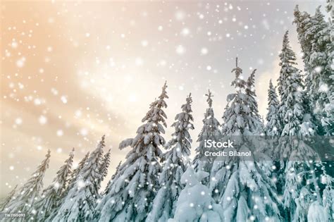 아름다운 겨울 산 풍경입니다 겨울 숲과 흐린 하늘 배경에 눈으로 덮여 키가 큰 가문비 나무 0명에 대한 스톡 사진 및 기타 이미지 Istock